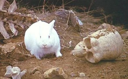Rabbit of Caerbannog - The Goon Show Depository